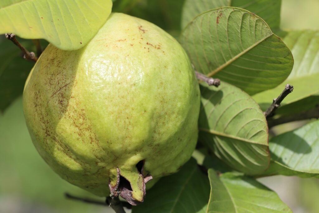 The Incredible Health Benefits Of A Guava: A Nutritional Powerhouse